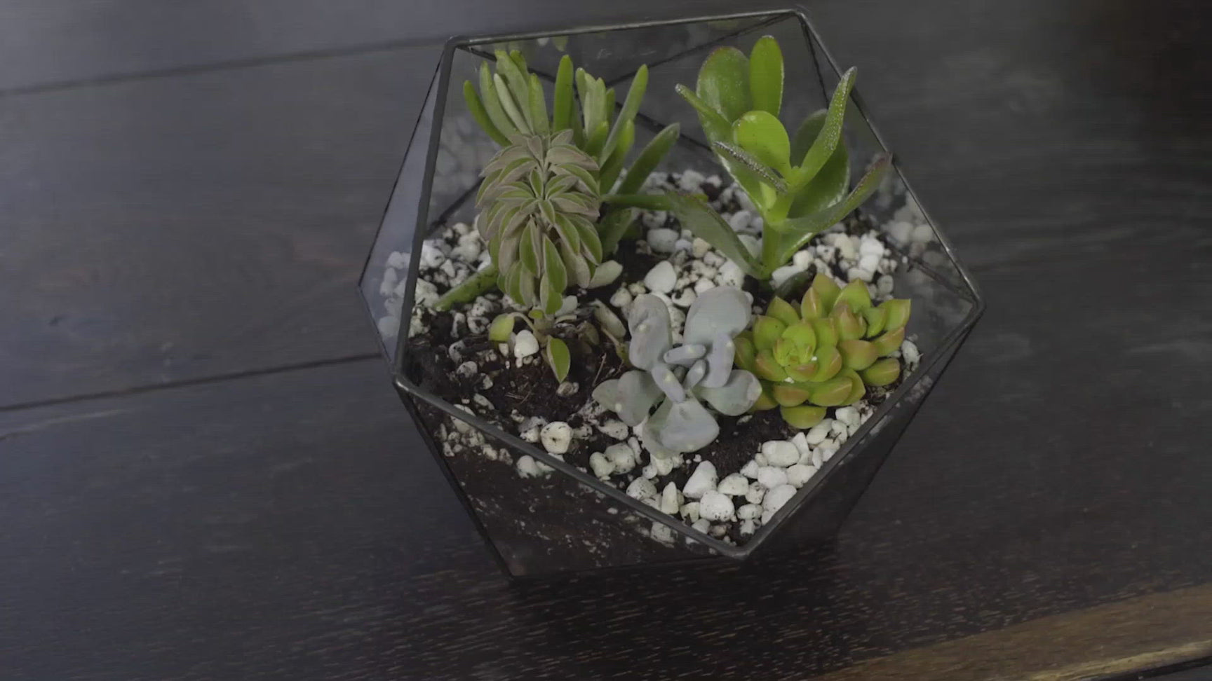 Rootbox™ Large Terrarium Kit | Scented giftbox | Suitable for Bonsai S ...